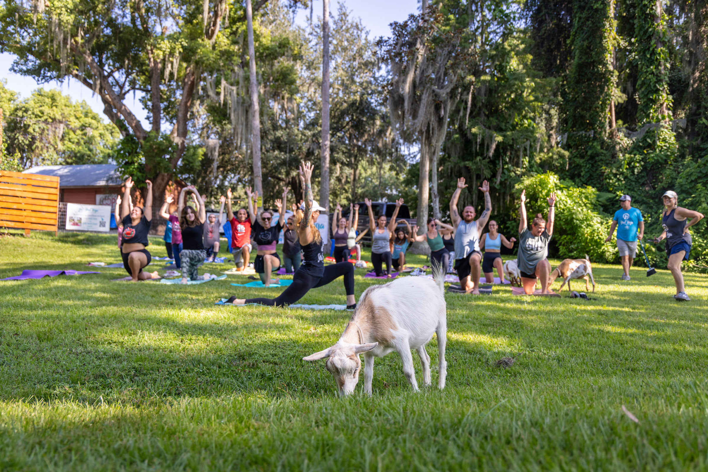 Gallery – Goat Yoga Tampa