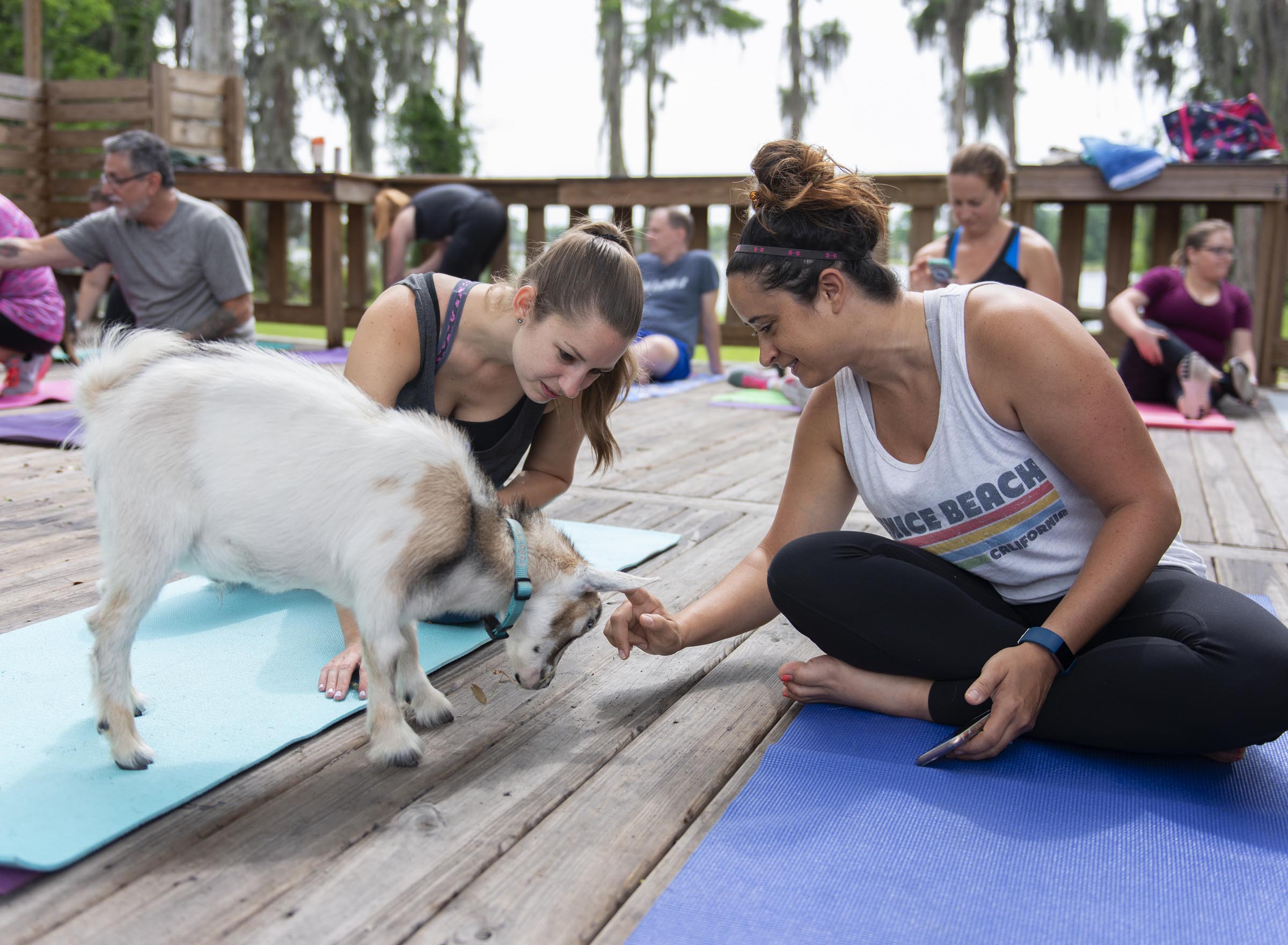 Gallery – Goat Yoga Tampa