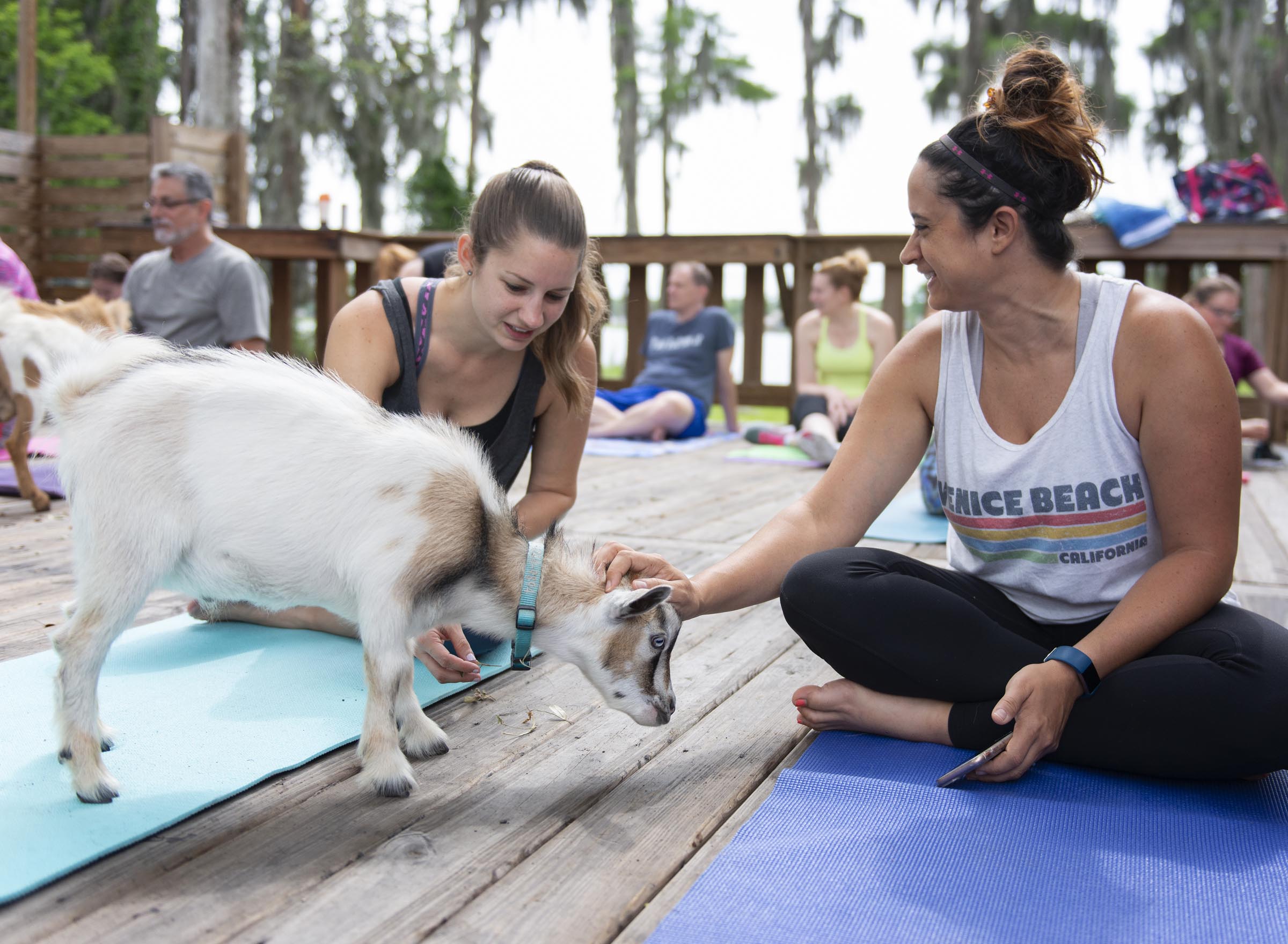 Gallery – Goat Yoga Tampa