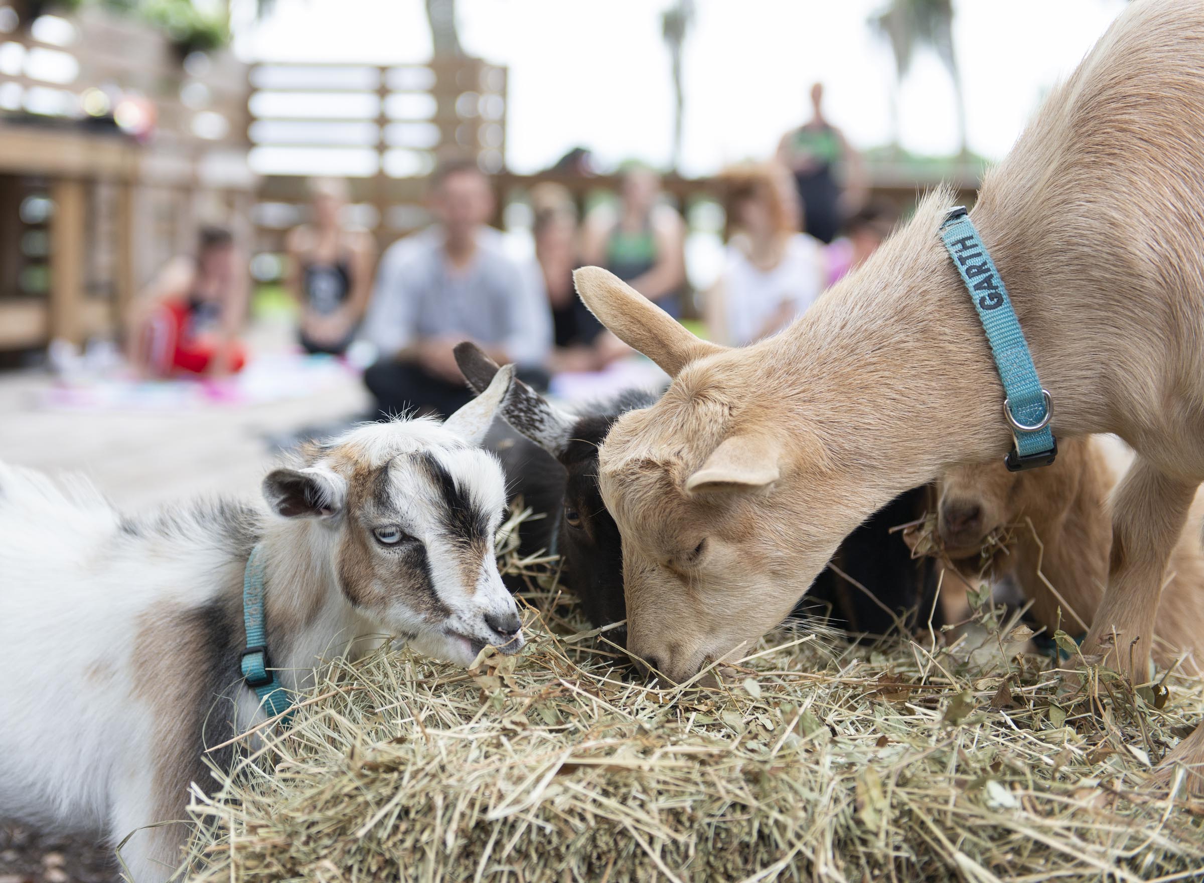 Gallery – Goat Yoga Tampa