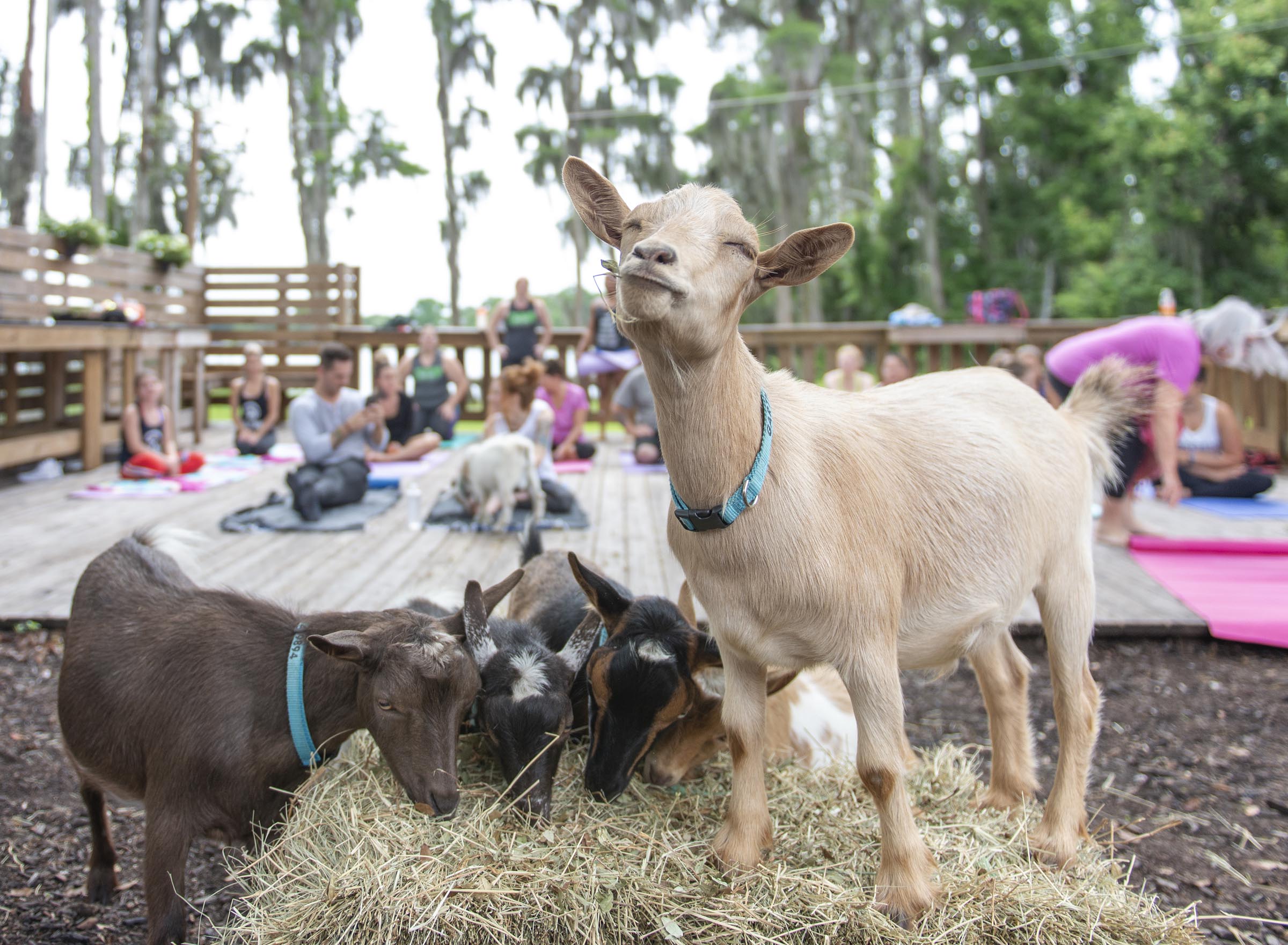 Gallery – Goat Yoga Tampa