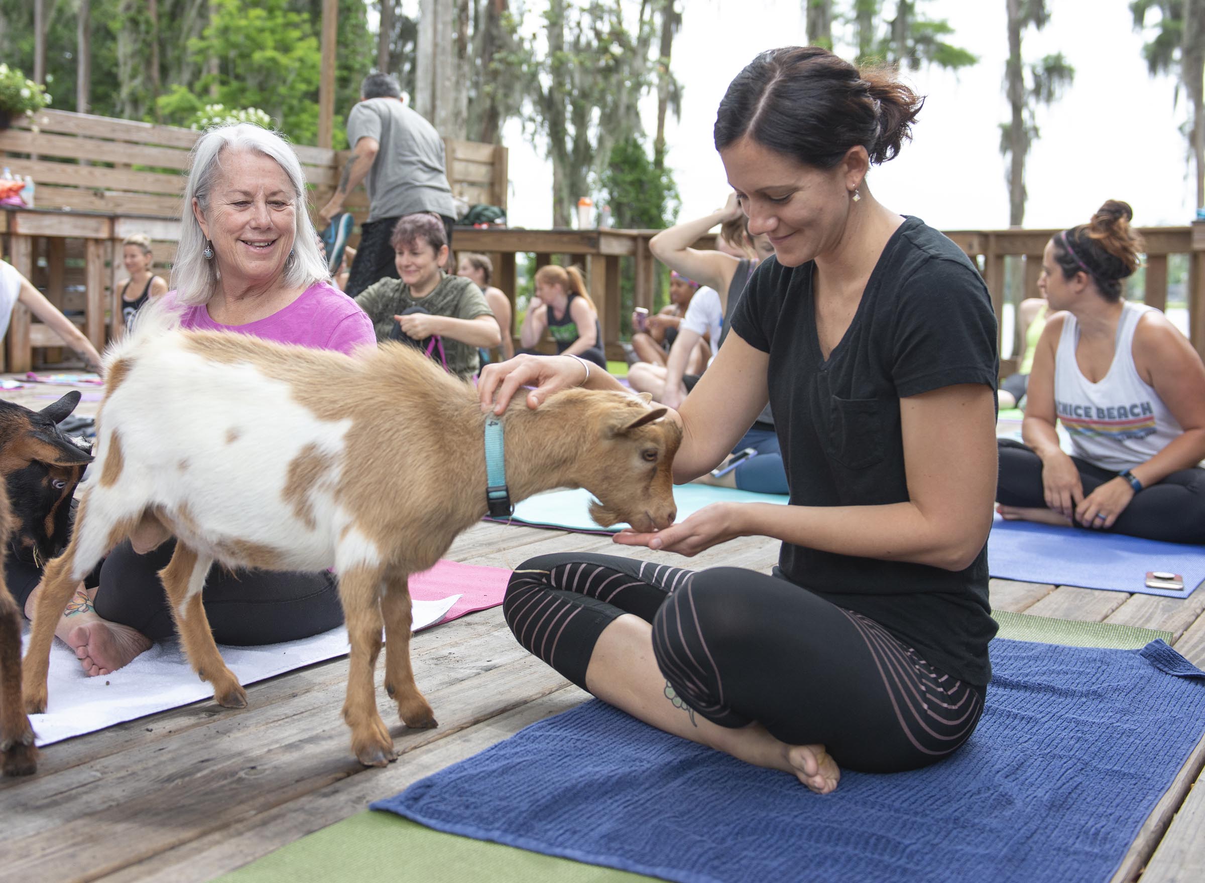 Gallery – Goat Yoga Tampa