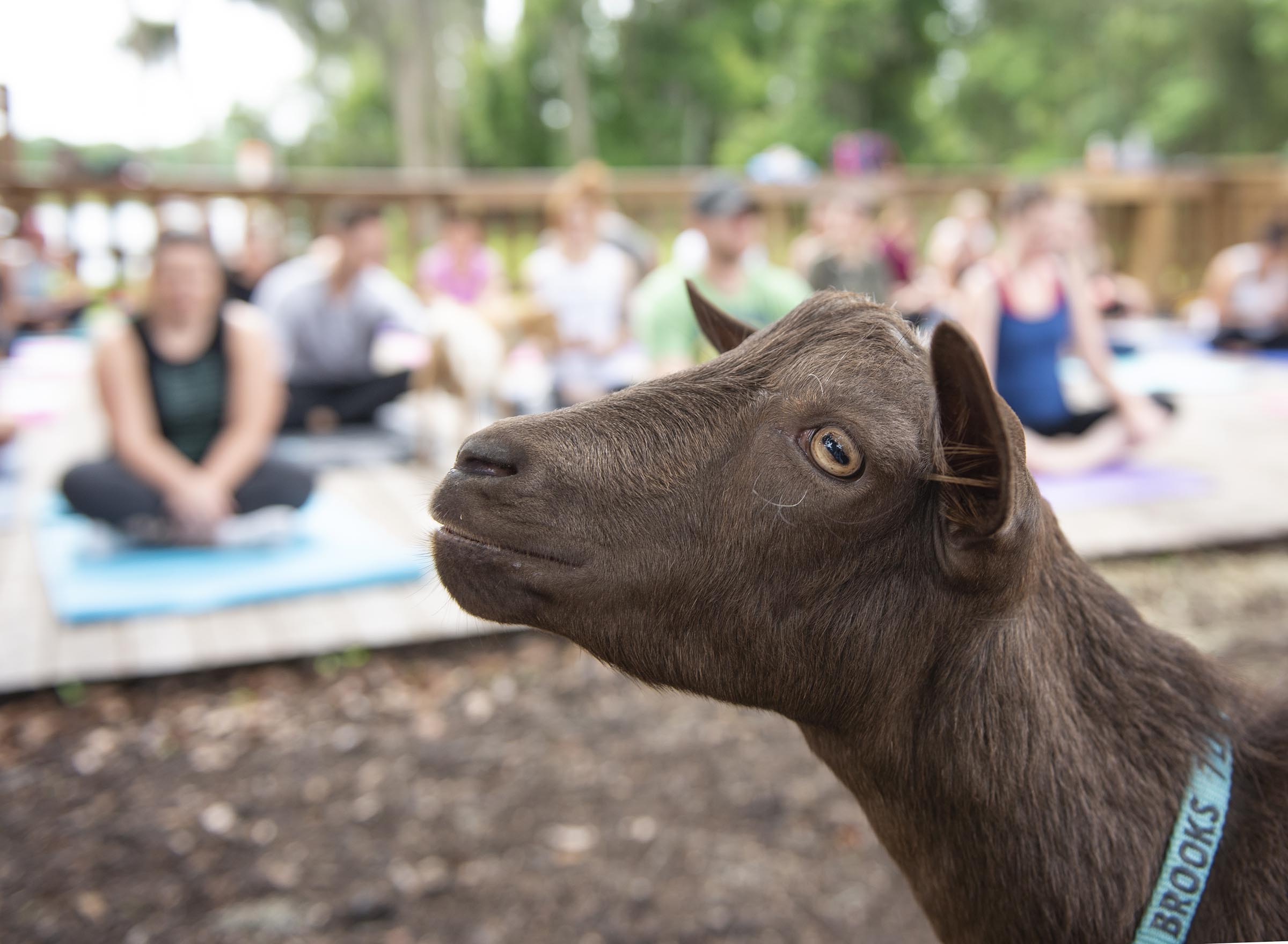 Gallery – Goat Yoga Tampa
