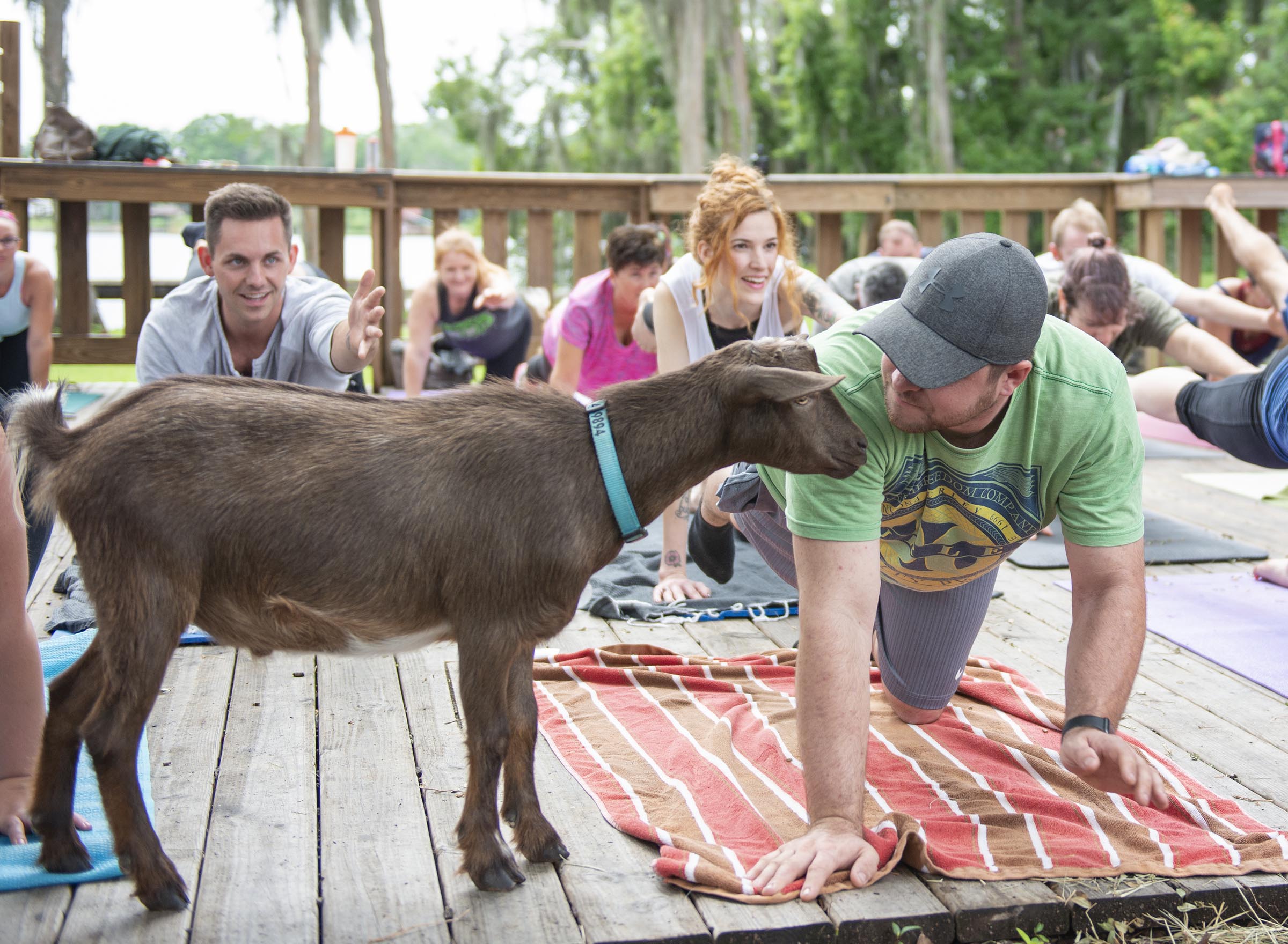 Gallery – Goat Yoga Tampa