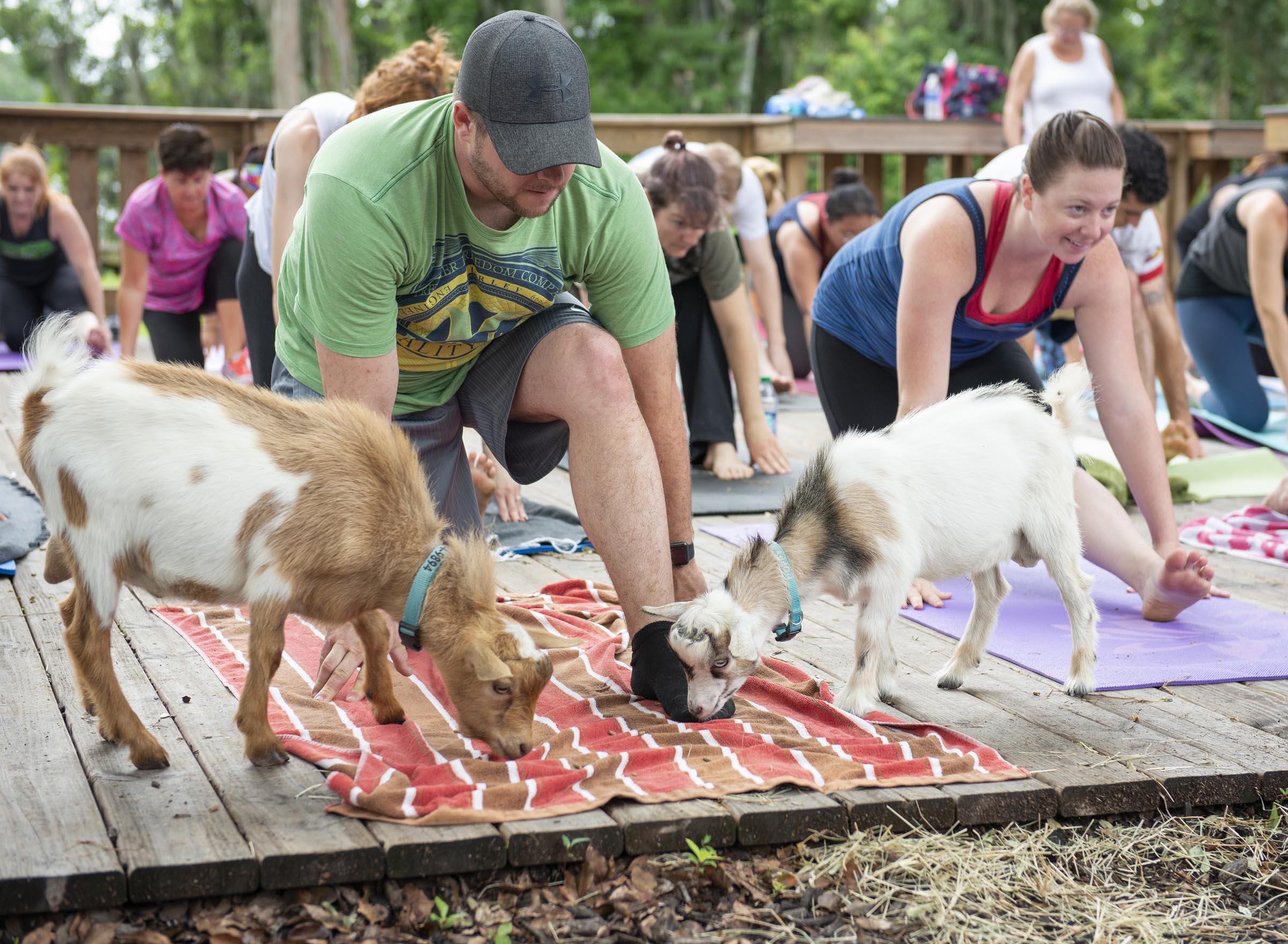 Gallery – Goat Yoga Tampa