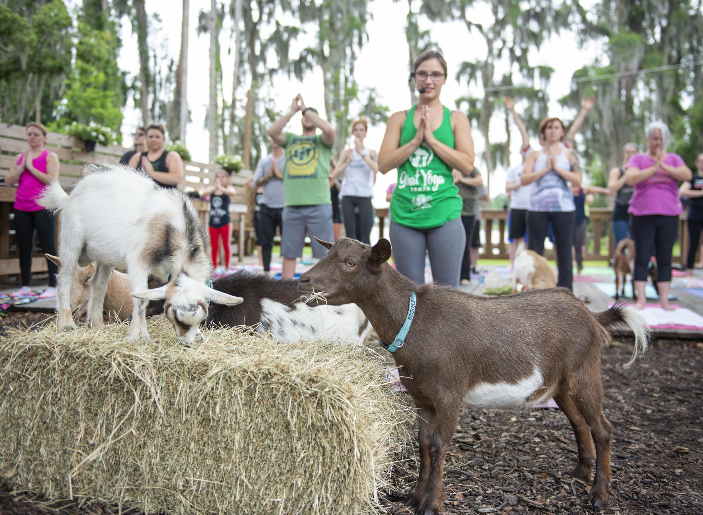 Gallery – Goat Yoga Tampa