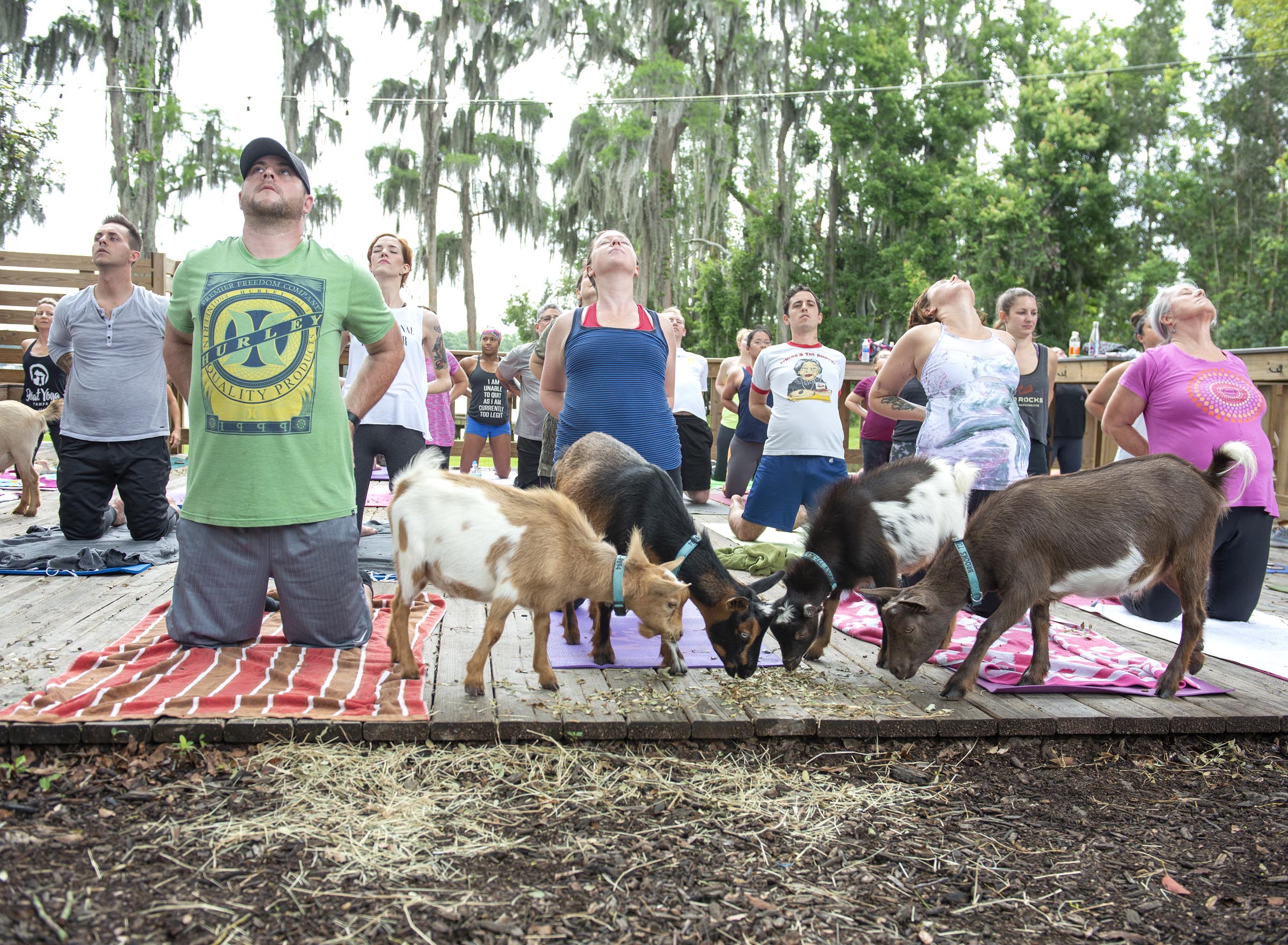 Gallery – Goat Yoga Tampa